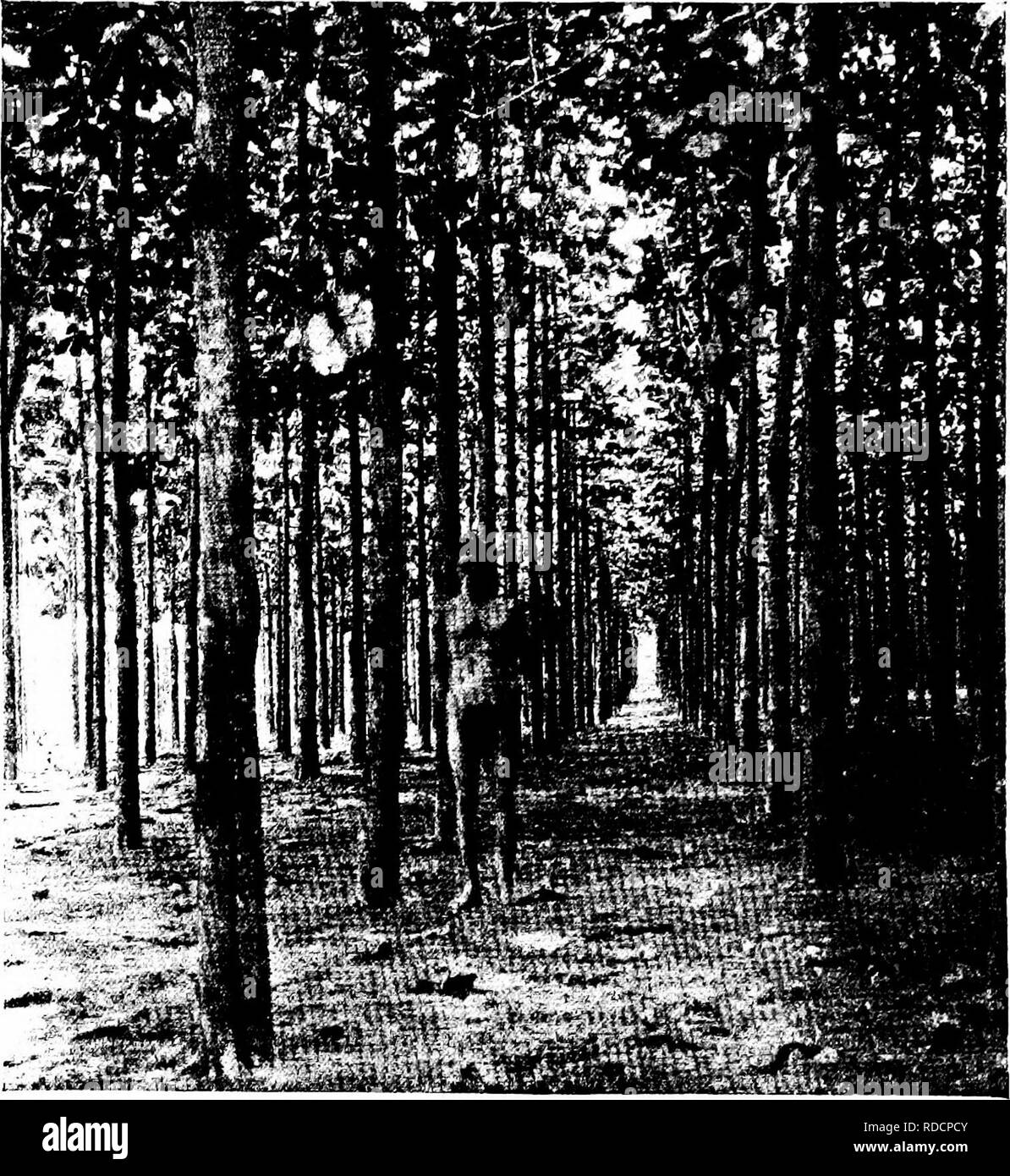 plantation forestry notes