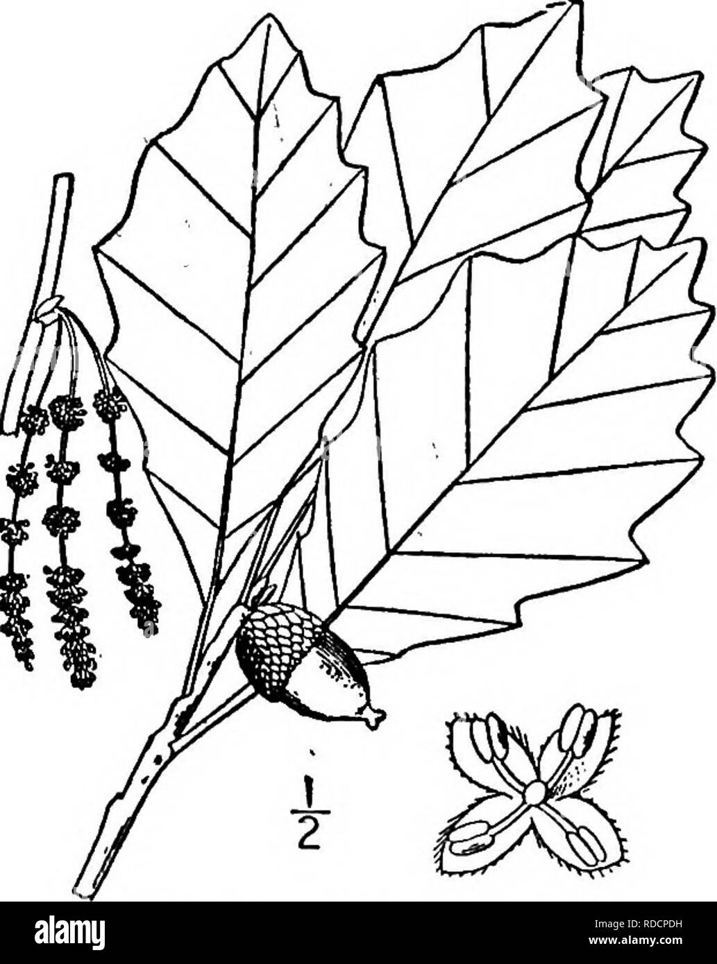 Scrub oak trees texas hi-res stock photography and images - Alamy