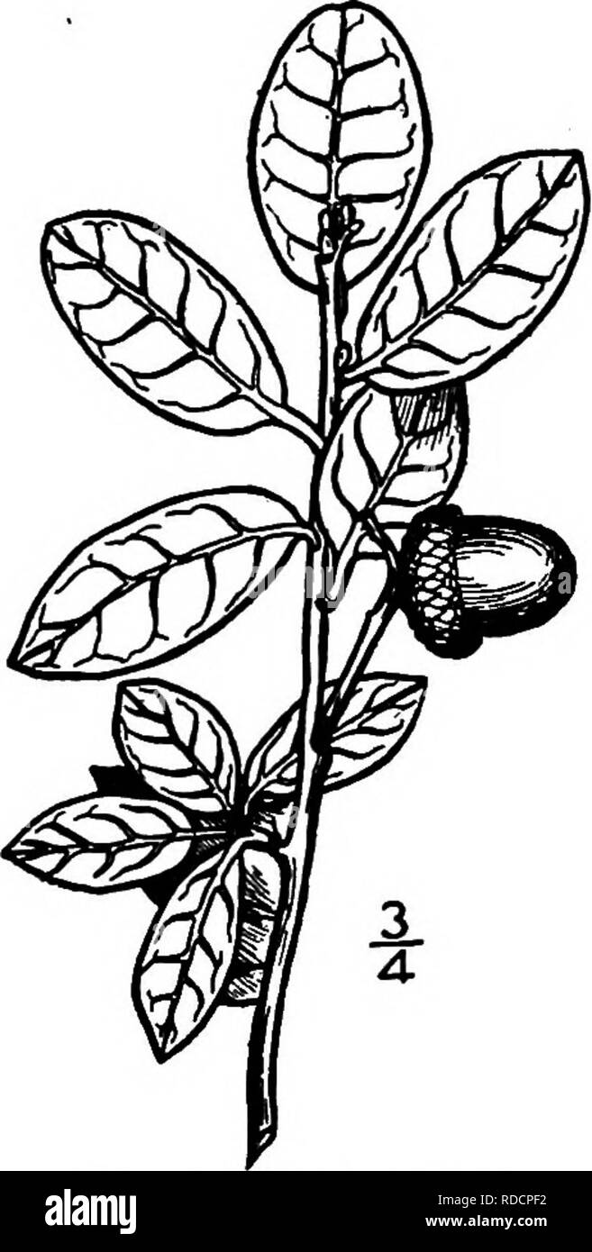 . North American trees : being descriptions and illustrations of the ...