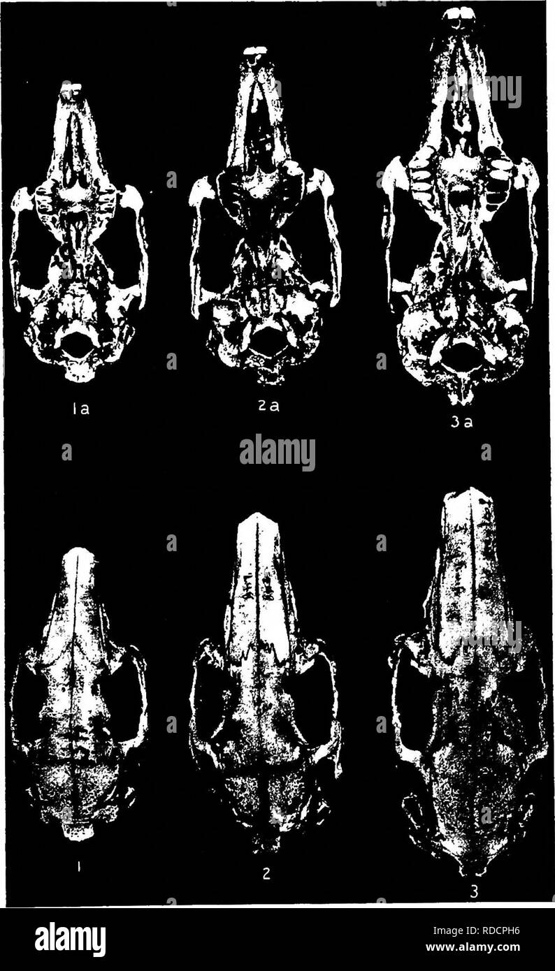 Skulls of rabbits hi-res stock photography and images - Alamy