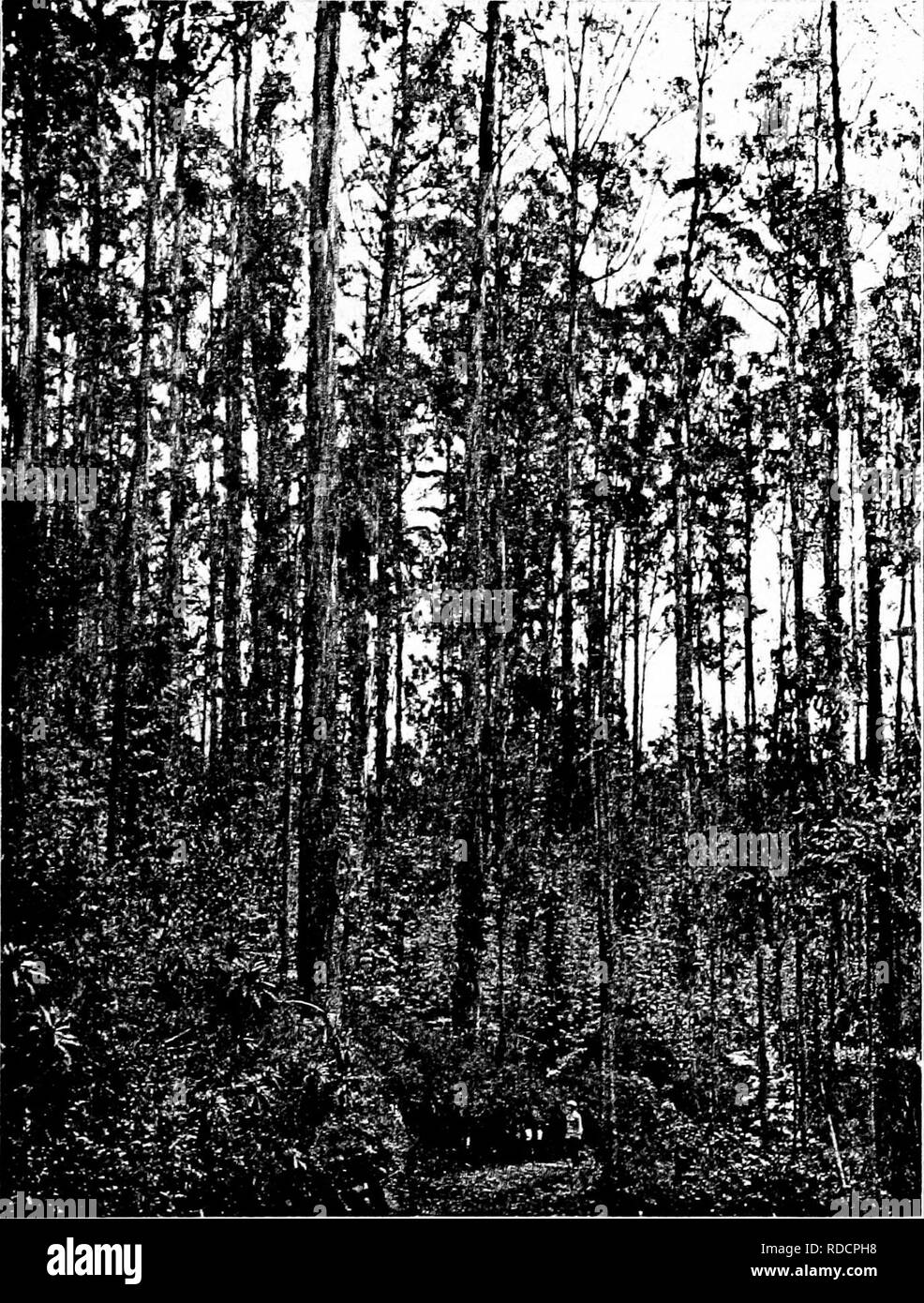 Teredo Black and White Stock Photos & Images - Alamy