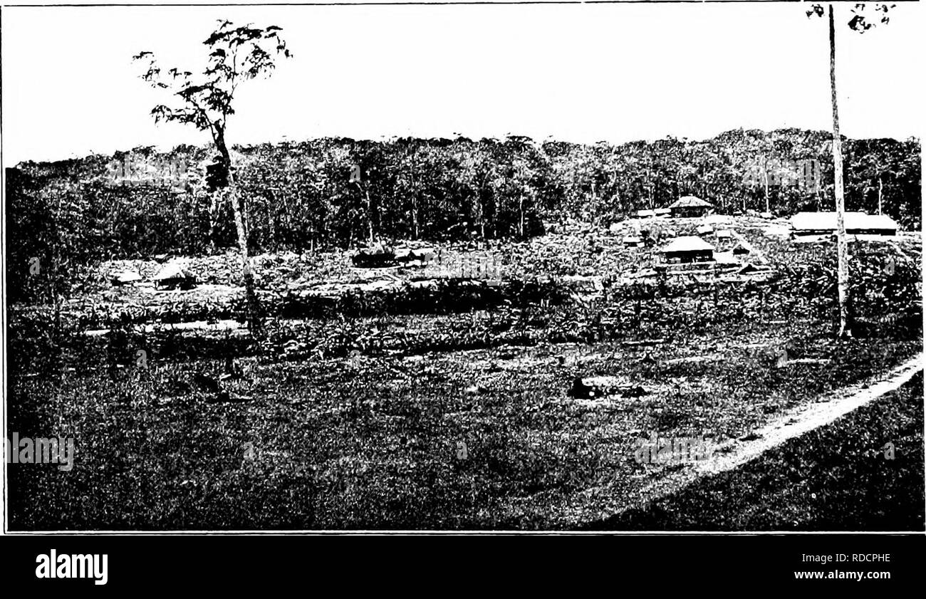 Teredo worm hi-res stock photography and images - Alamy