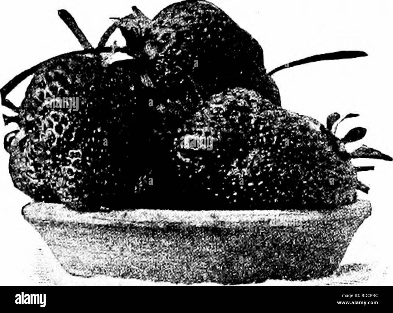 Tree rub Black and White Stock Photos & Images - Alamy