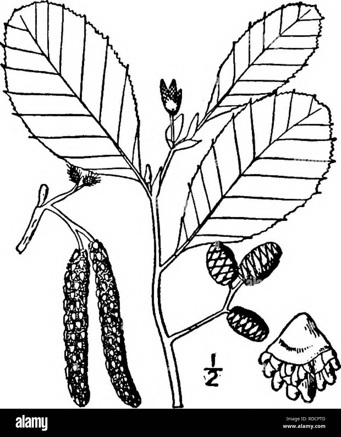 . North American trees : being descriptions and illustrations of the ...