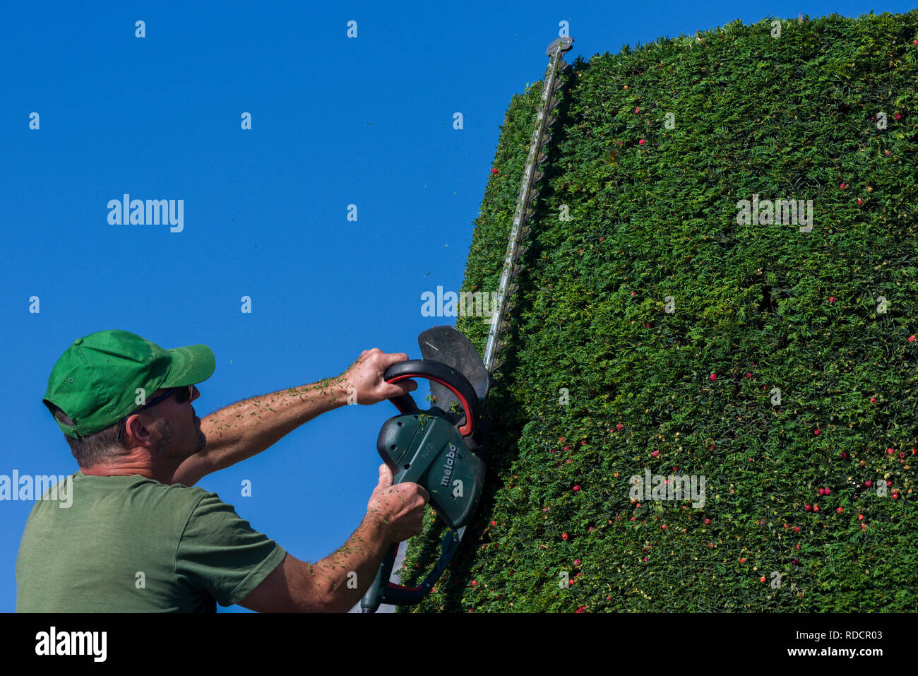 Green conical trees in blue sky hi-res stock photography and images - Alamy