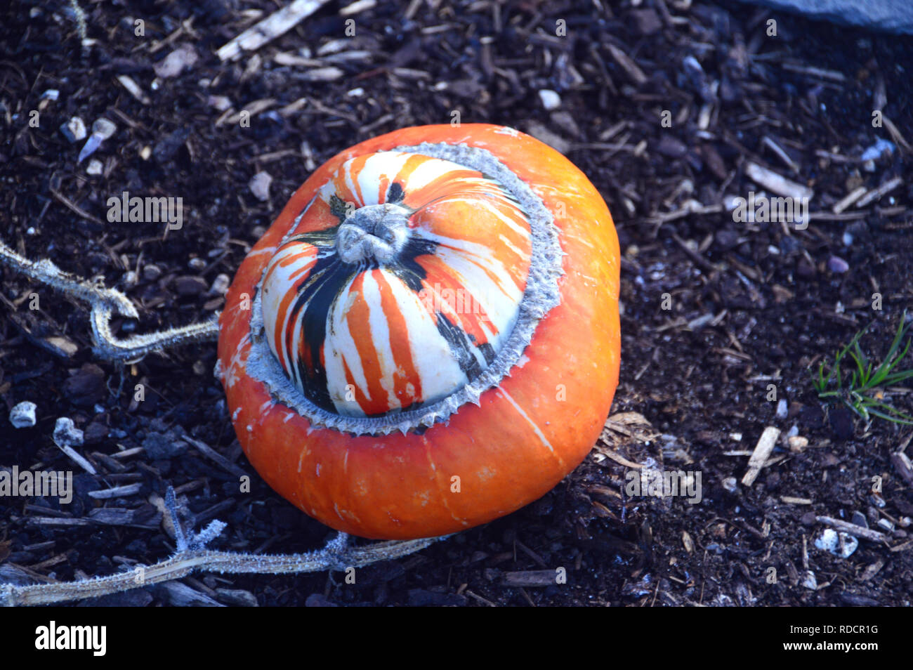 Orange Striped Turban squash "Turk's turban/French turban" grown in the ...