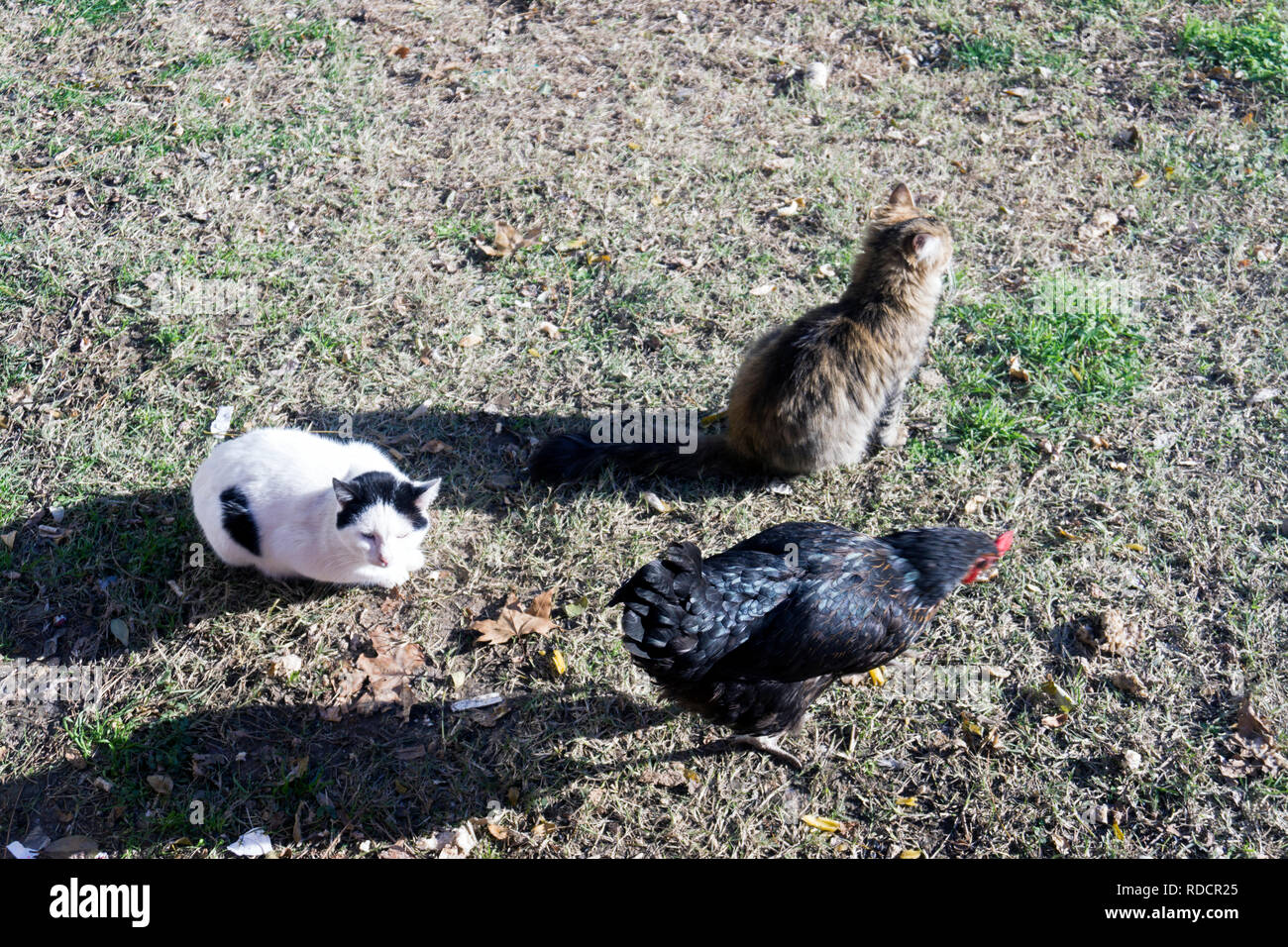 Two cats and a chicken in the park Stock Photo - Alamy