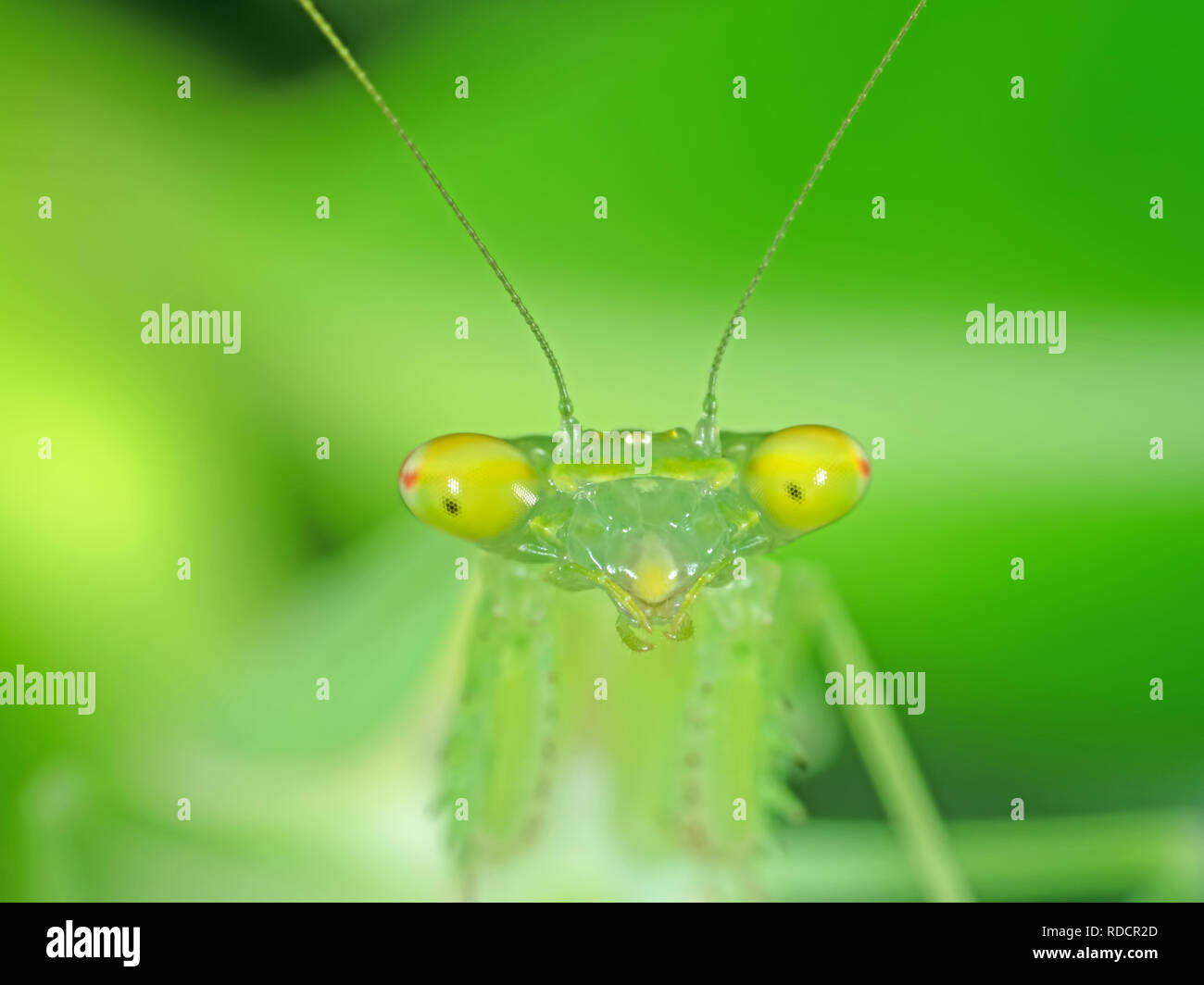 Closeup Face of Praying Mantis Isolated on Nature Background Stock ...