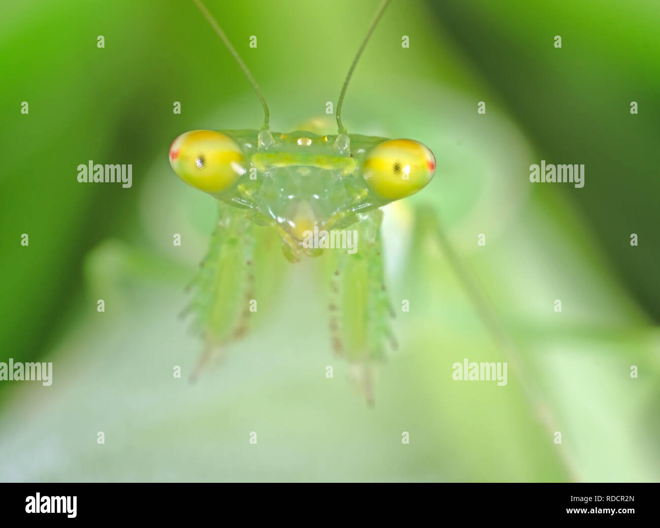 Closeup Face of Praying Mantis Isolated on Nature Background Stock ...