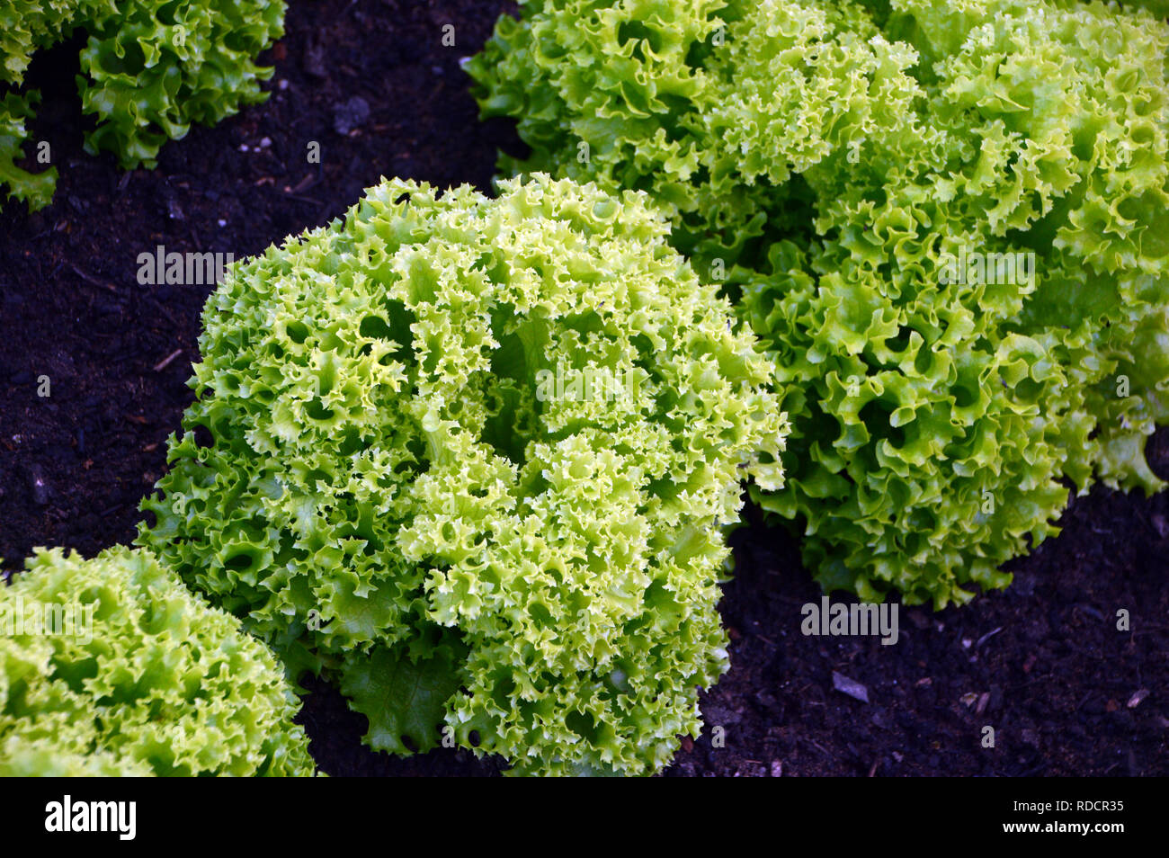 Lettuce 'Lollo Bionda' (Loose-Leaf) grown in a raised bed in the ...