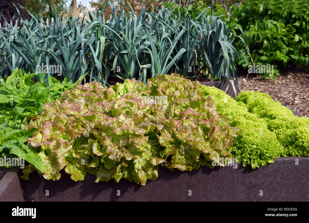 Lollo rossa leaves hi-res stock photography and images - Alamy