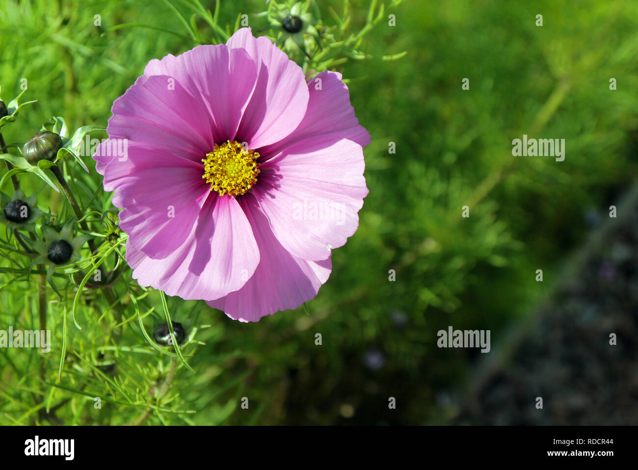 Pink cosmos flower hi-res stock photography and images - Alamy