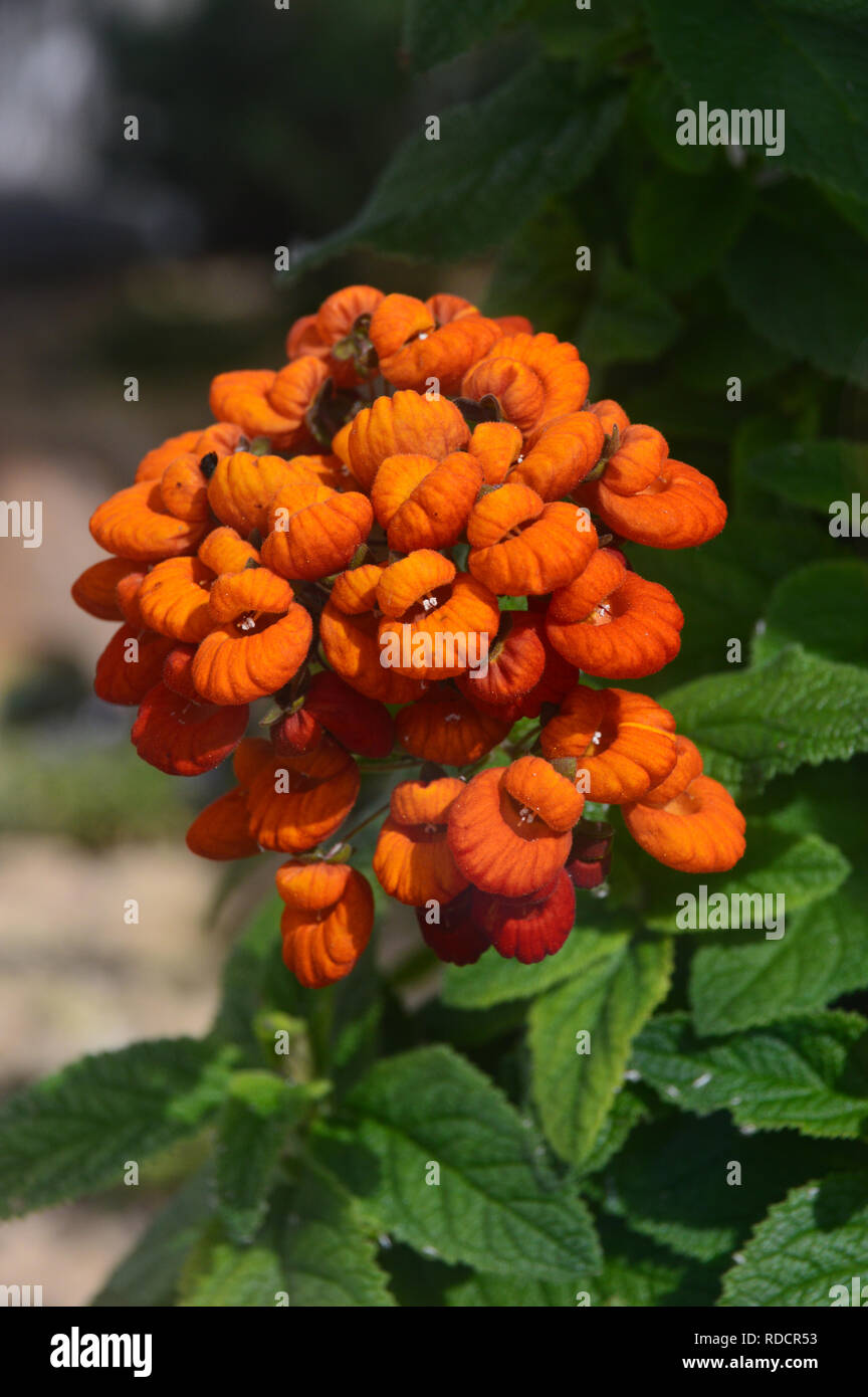 The Bright Orange Calceolaria 'Camden Hero' Slipper flower grown in the ...