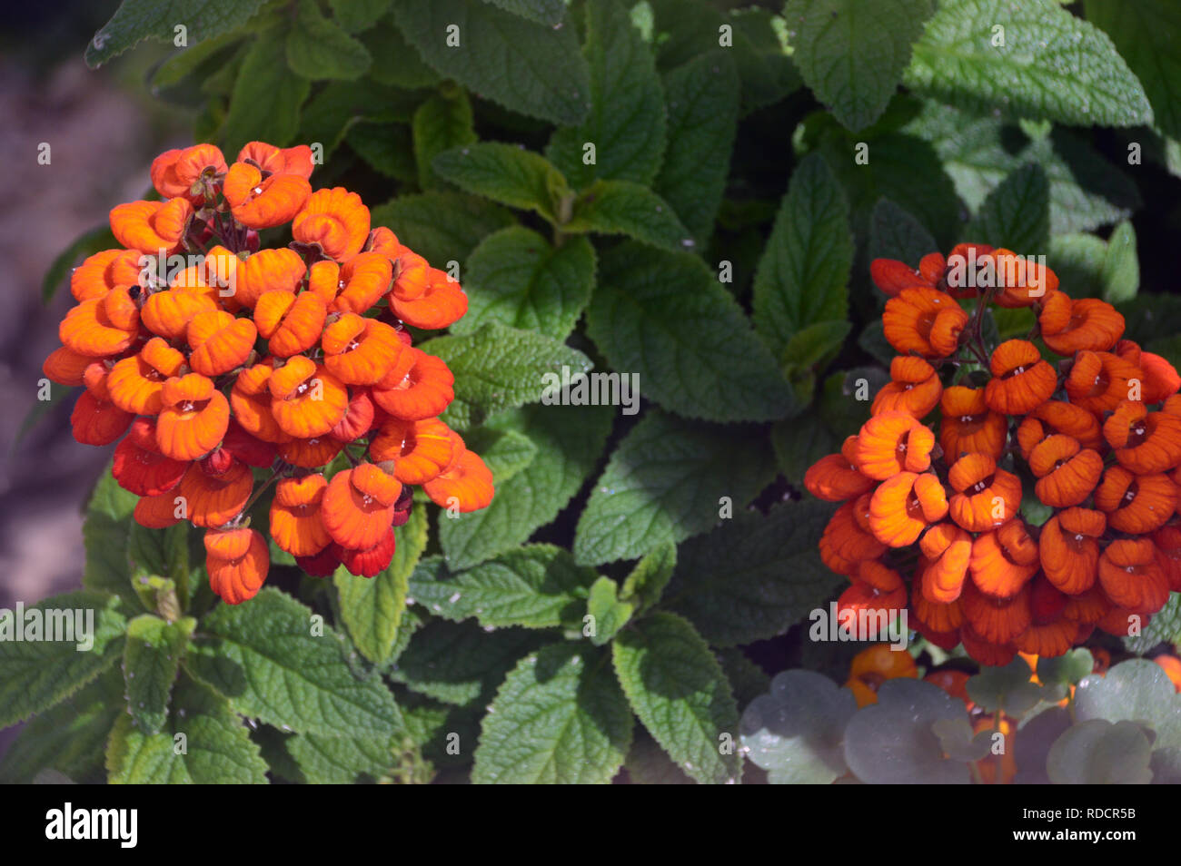 The Bright Orange Calceolaria 'Camden Hero' Slipper flower grown in the ...