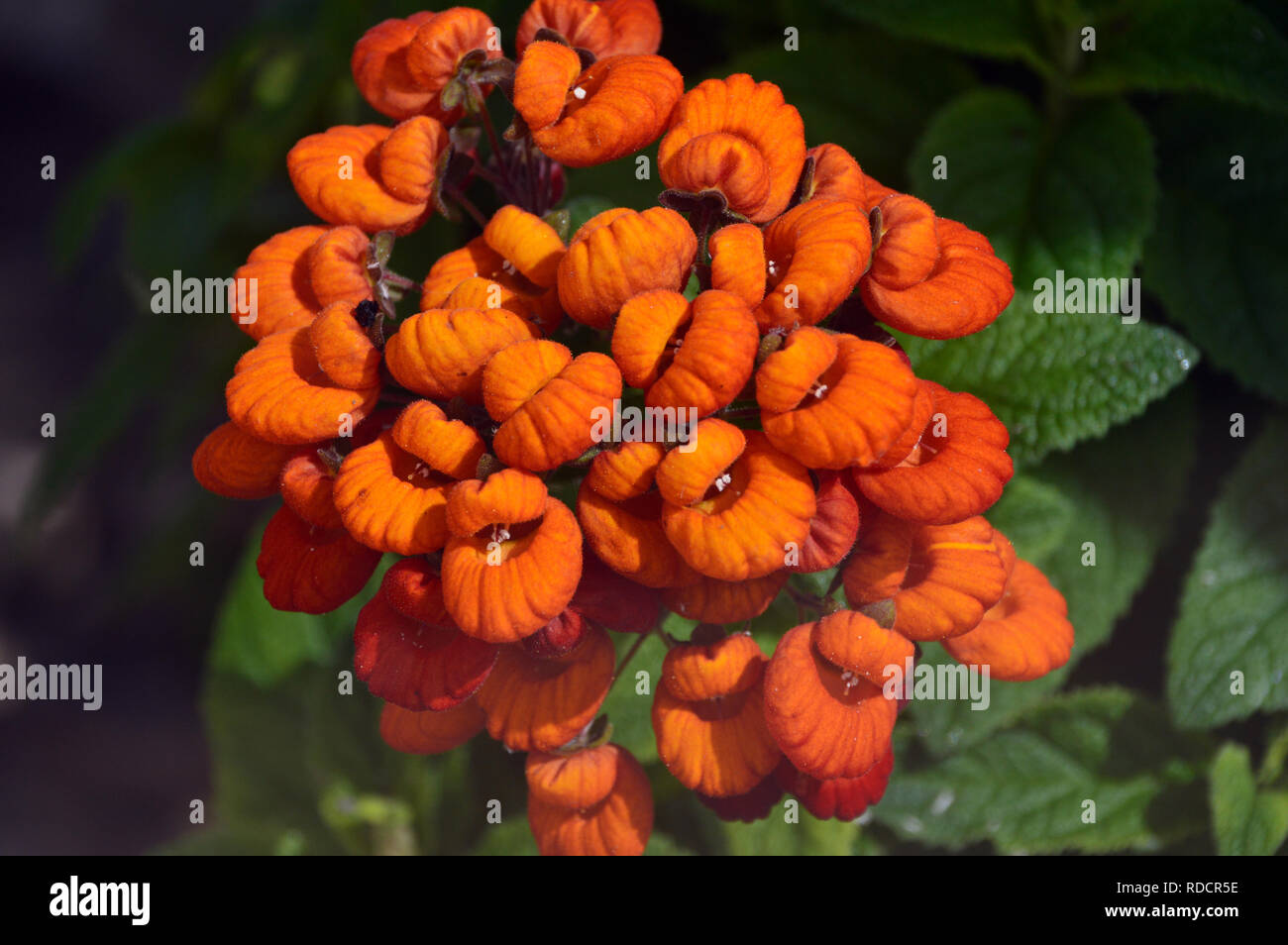 The Bright Orange Calceolaria 'Camden Hero' Slipper flower grown in the ...