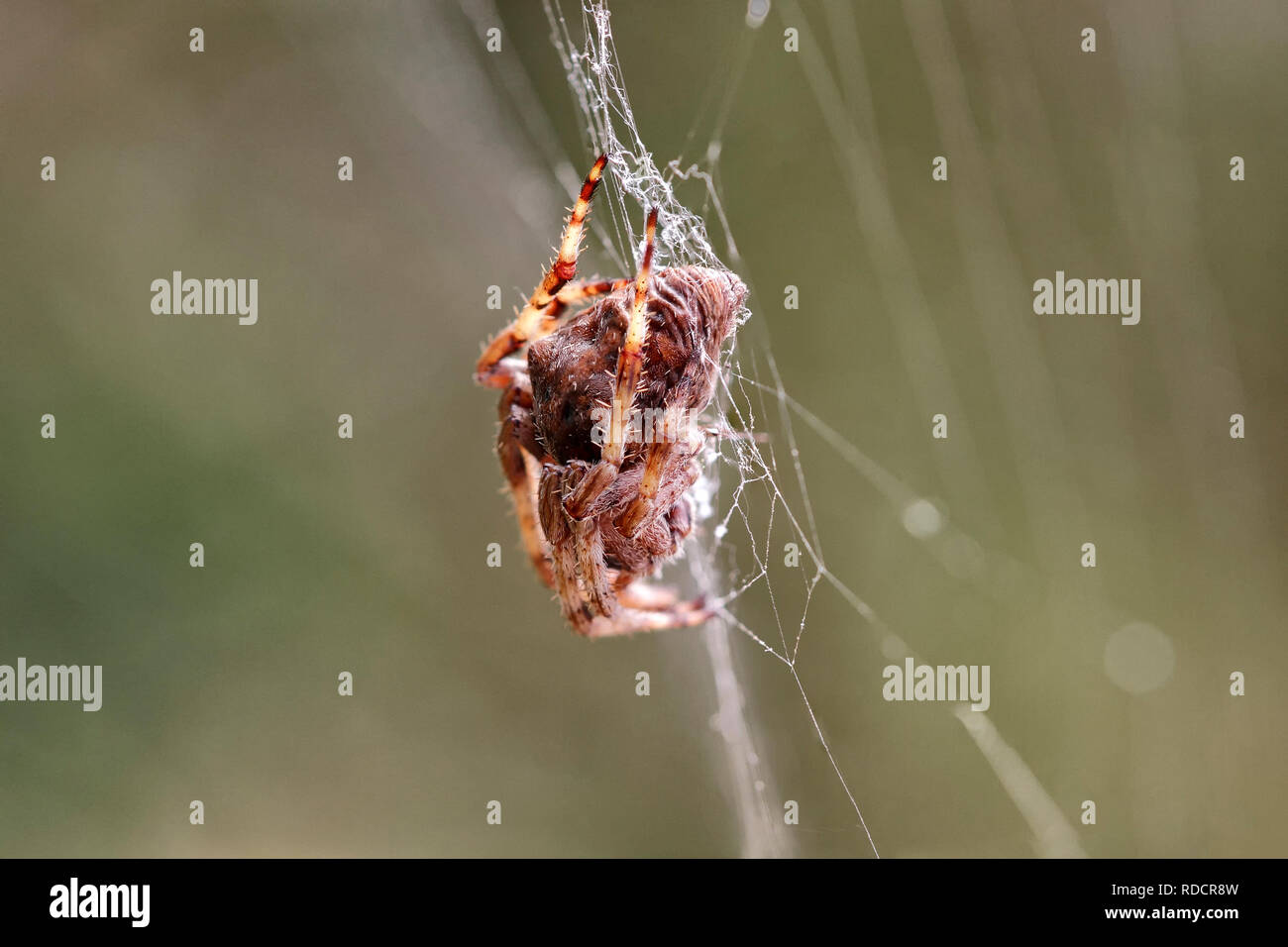 Spider with green pattern on abdomen hi-res stock photography and ...
