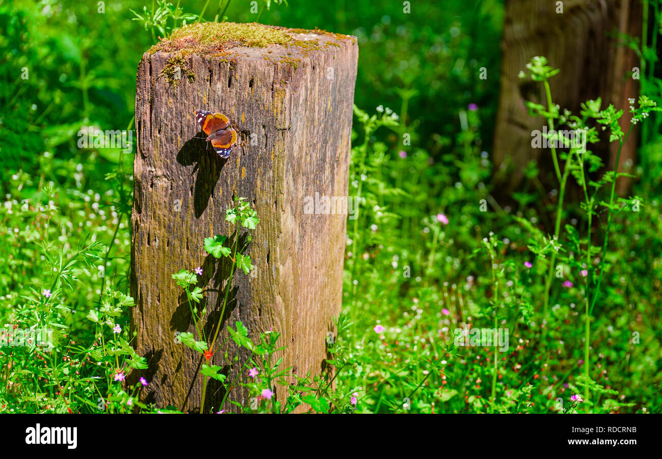 A butterfly suns itself on a wooden post as tall weeds fill the ...
