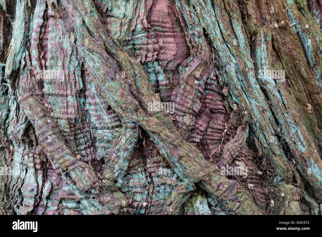 Cedar bark hi-res stock photography and images - Alamy