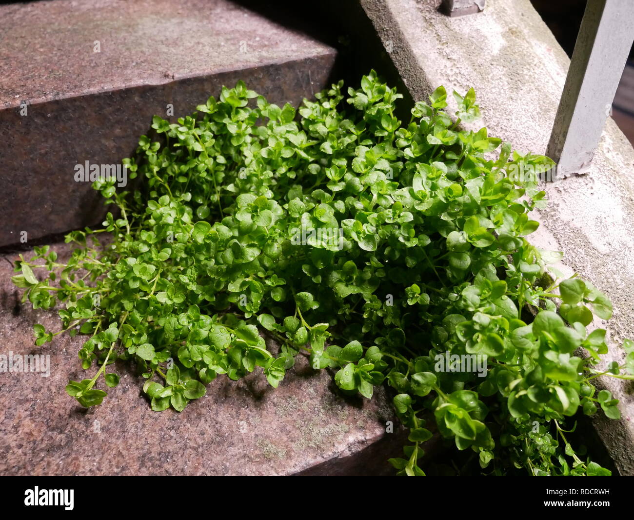random weeds growing on a concrete stairway Stock Photo - Alamy