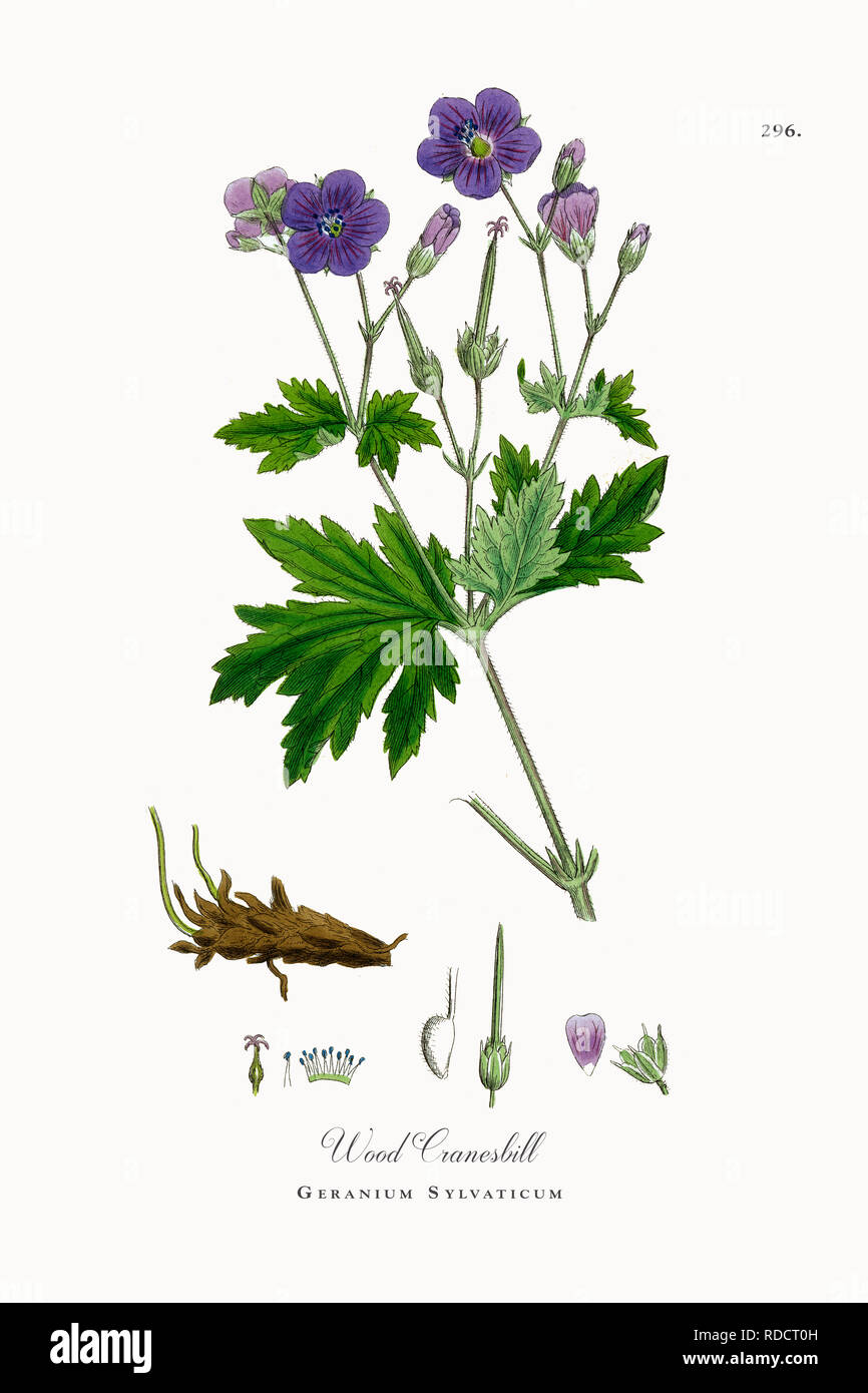 Antique Hand-Colored English Victorian Botanical Illustration, Circa ...