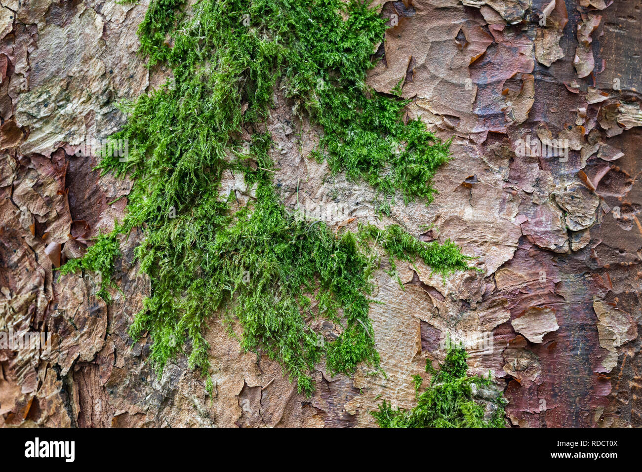 Acer griseum paperbark maple tree hi-res stock photography and images ...