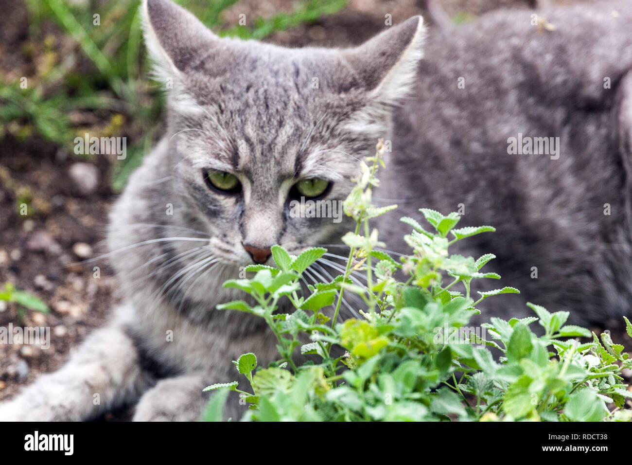 Catnip plant hi-res stock photography and images - Alamy