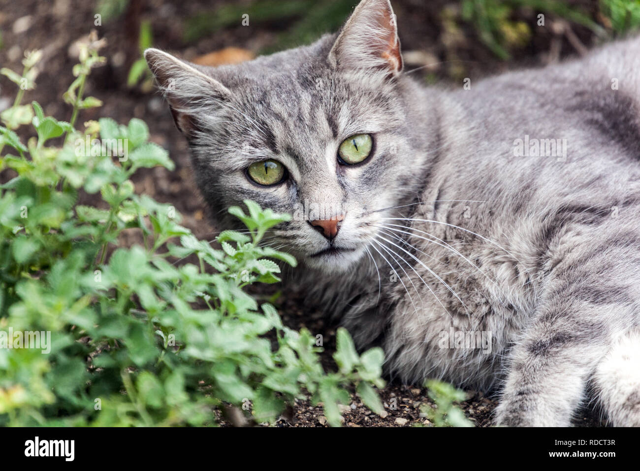 Catnip bed hi-res stock photography and images - Alamy