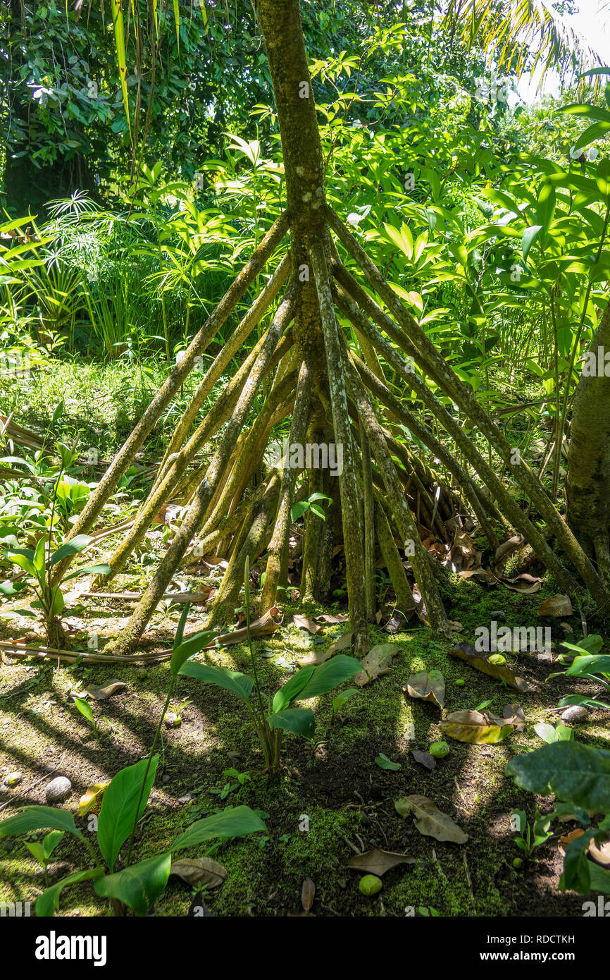 Pandanus roots hi-res stock photography and images - Alamy