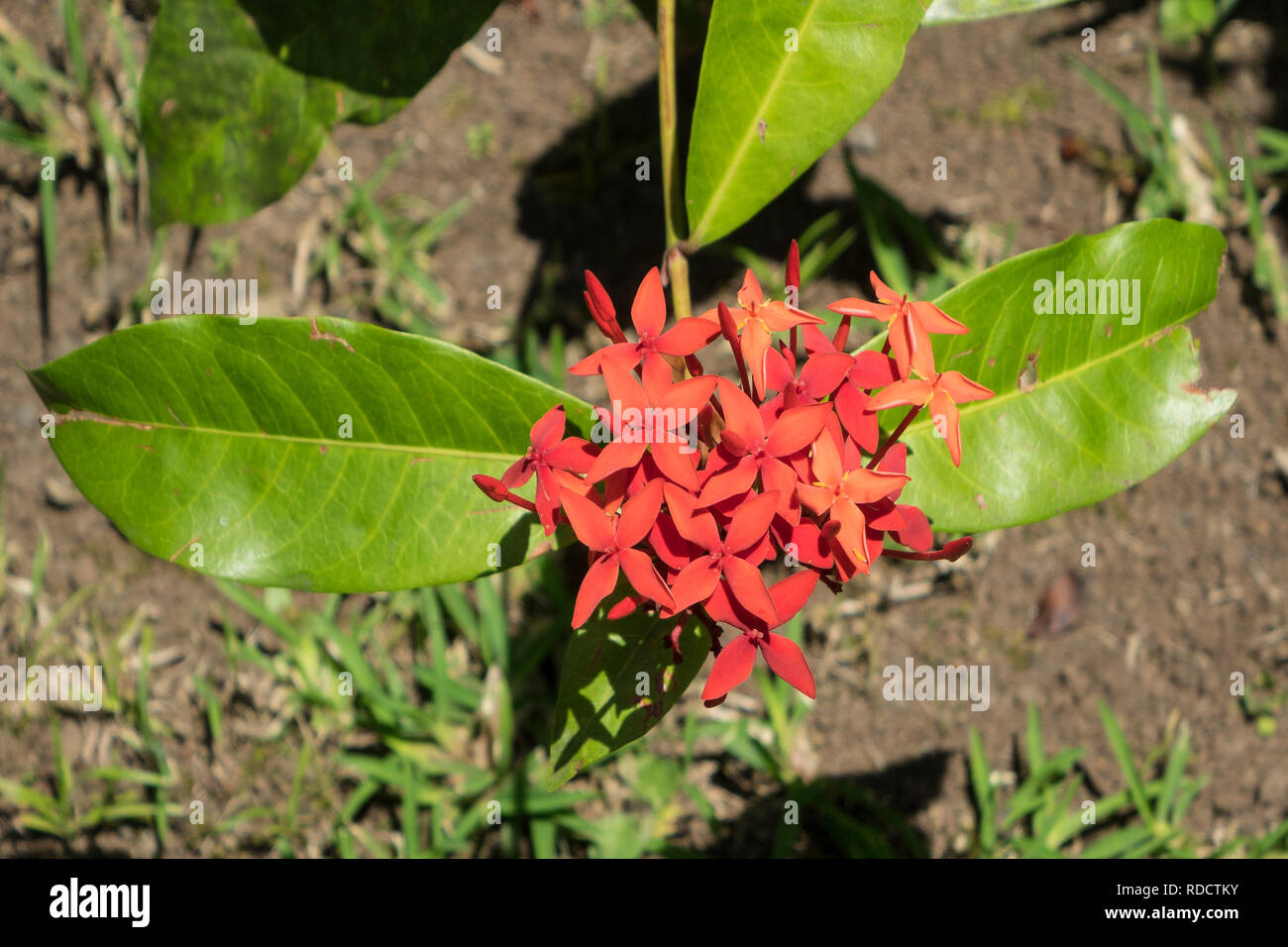 Corail plant hi-res stock photography and images - Alamy