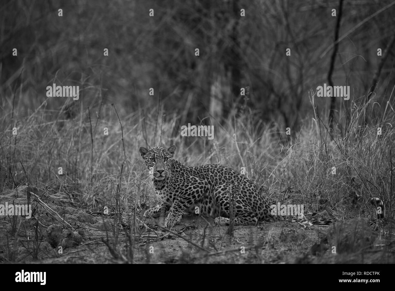 A late evening encounter with a ghost or one of the most elusive animal ...