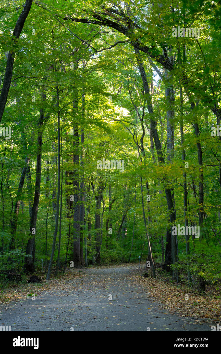 A wide hiking and biking path bending through a forest of trees ...