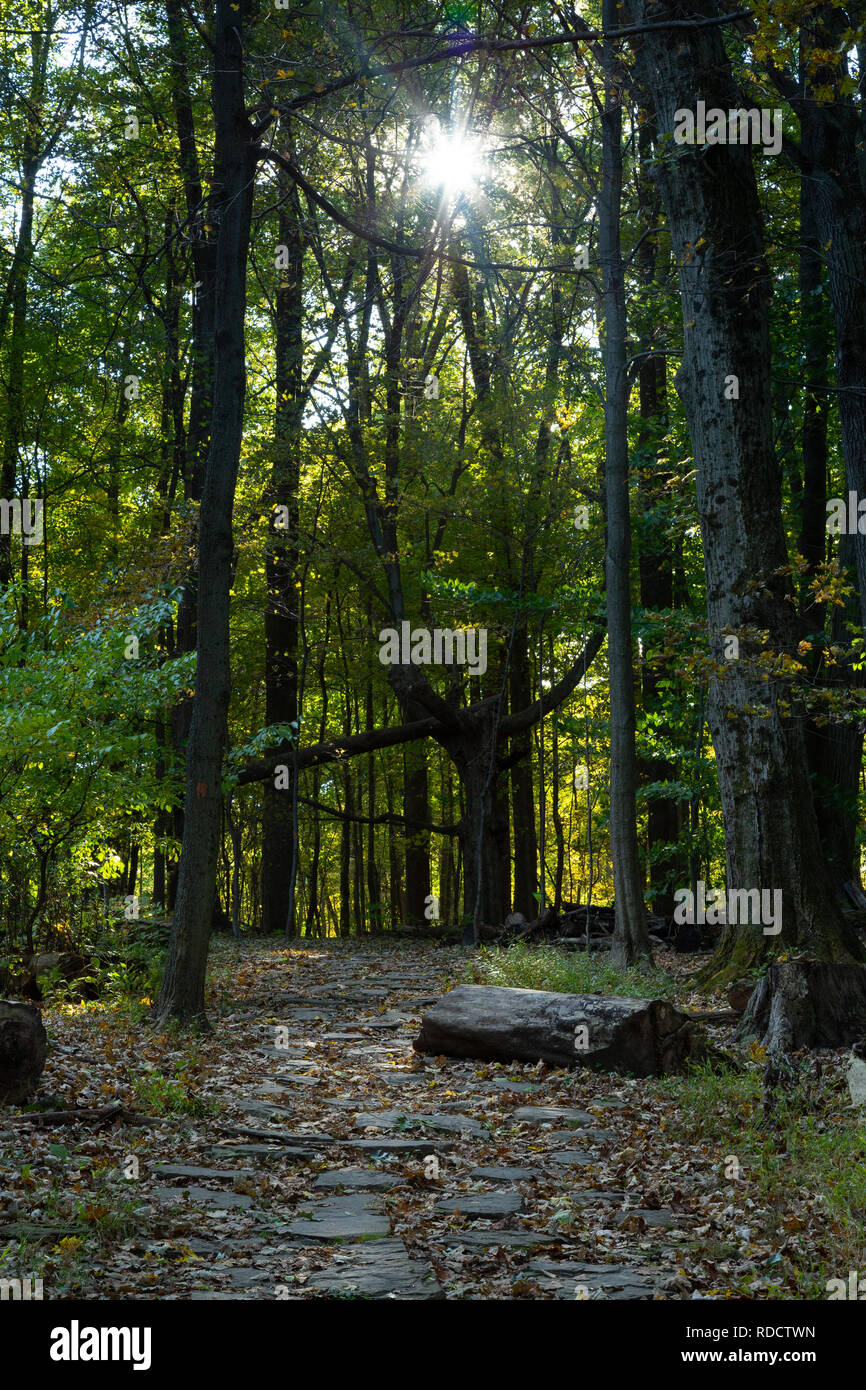 The Sun shining through trees above a hiking trail. Tallman Mountain ...