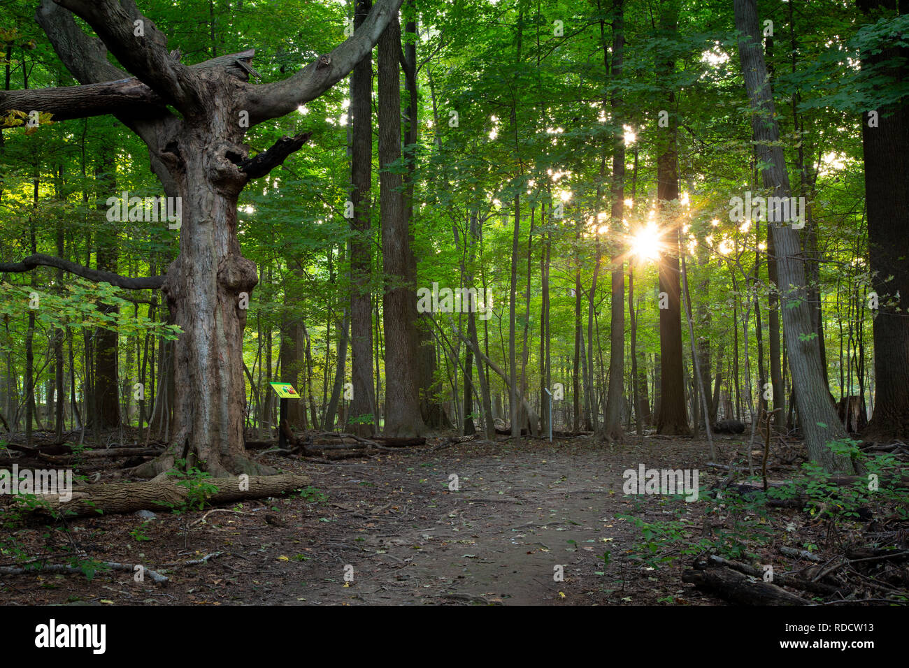 The sun setting through a forest of hardwood trees rising above a ...