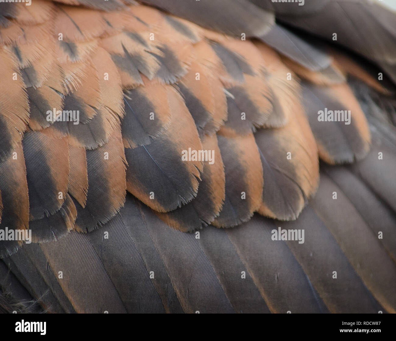 Cooper Hawk Feather Identification
