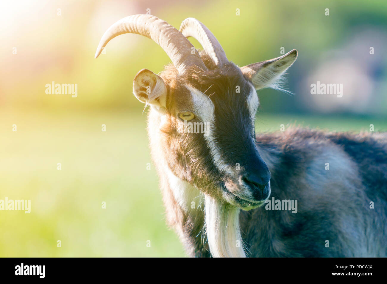 Close-up portrait of white and brown spotty domestic shaggy goat with ...