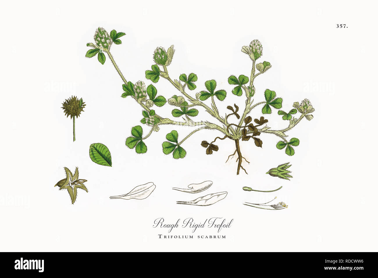 Antique Hand-Colored English Victorian Botanical Illustration, Circa ...