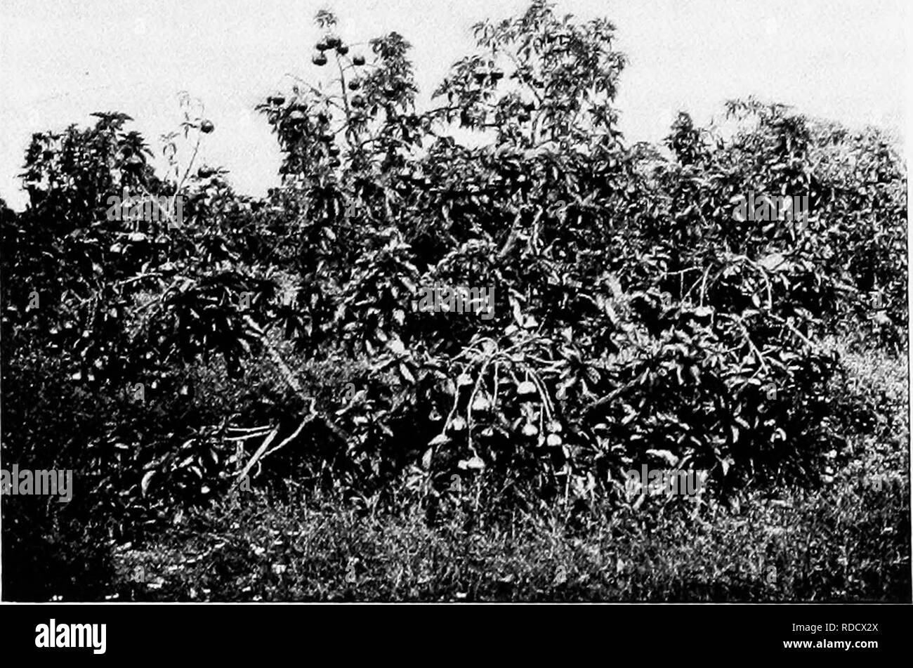 Avocado tree london hi-res stock photography and images - Alamy