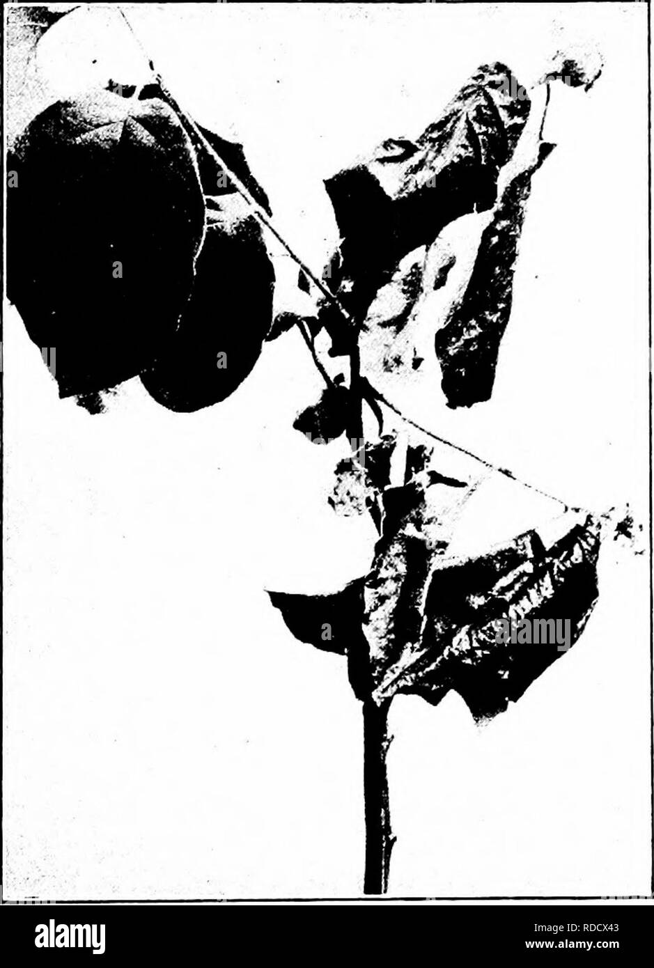 Quince leaf blight Black and White Stock Photos & Images - Alamy