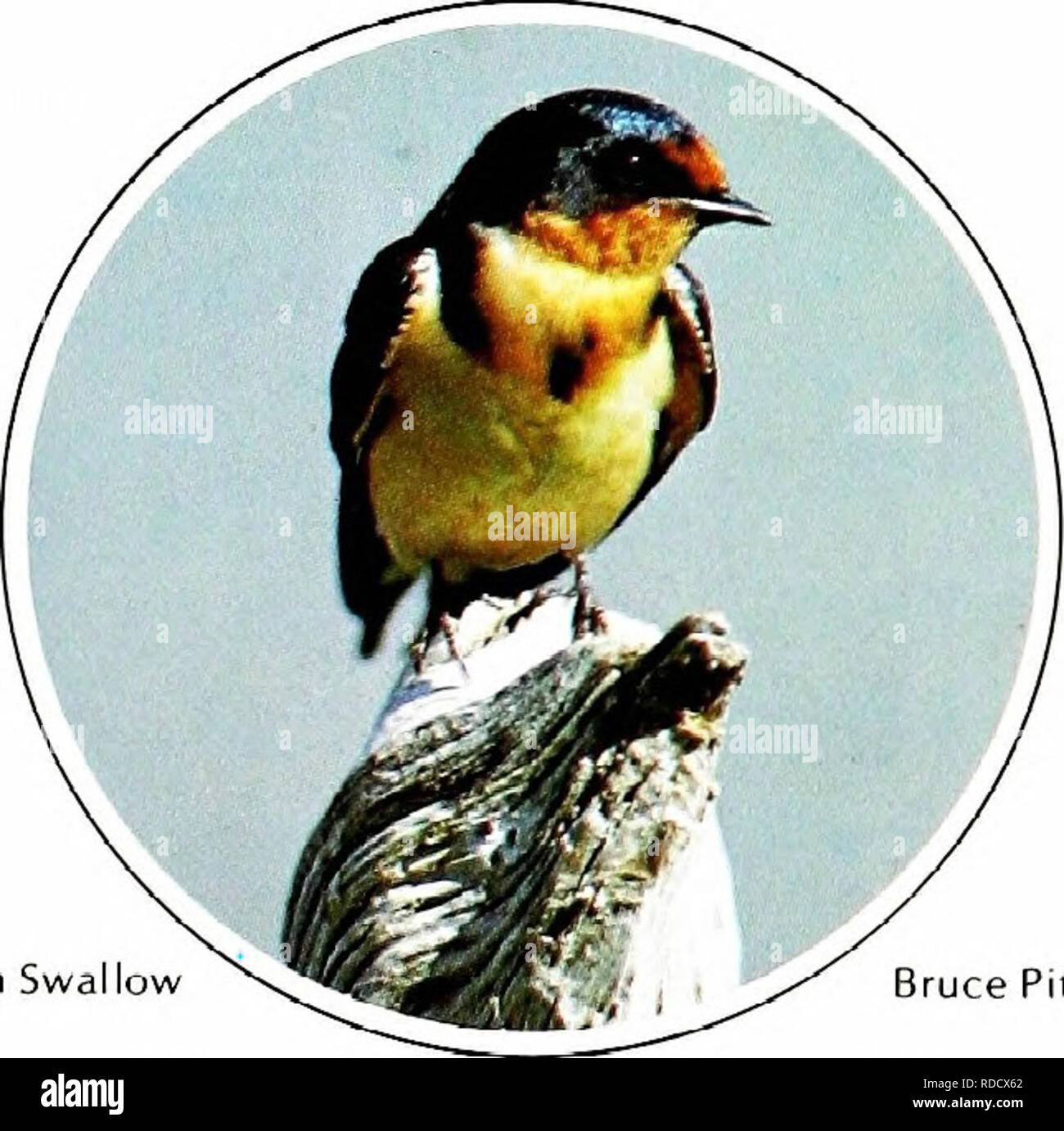 Undulating flight pattern hi-res stock photography and images - Alamy