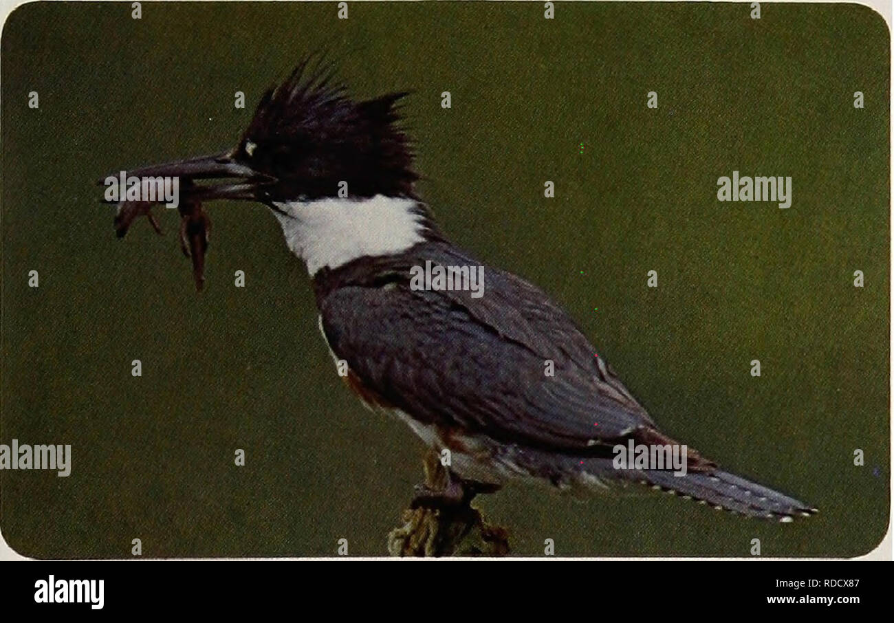 Calliope hummingbird grand teton hi-res stock photography and images ...