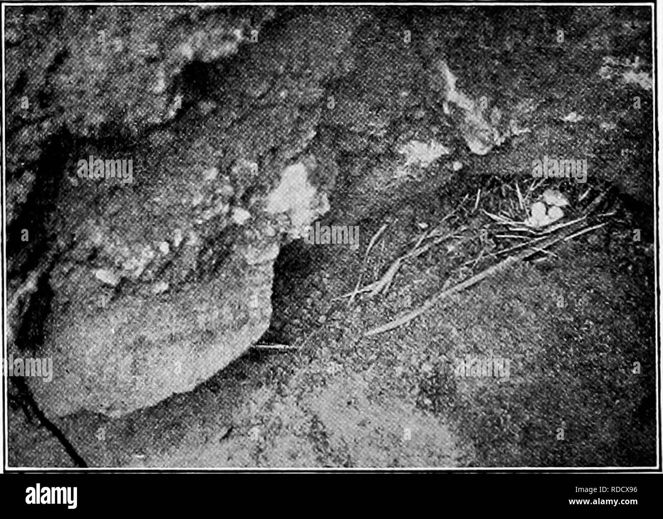Bank swallow nest Black and White Stock Photos & Images - Alamy