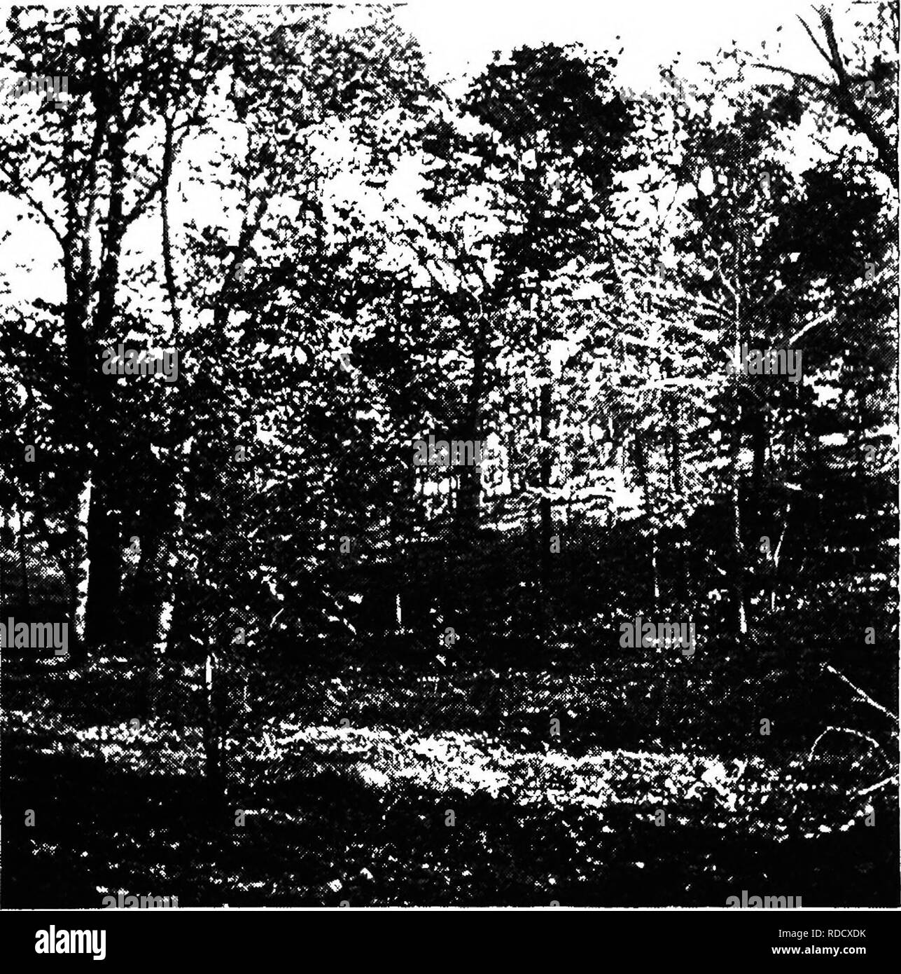 Sunken stomata hi-res stock photography and images - Alamy