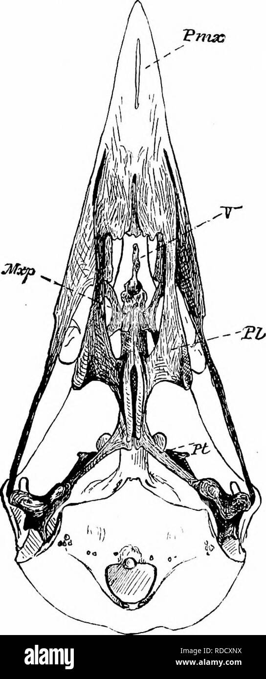 Field research ornithology Black and White Stock Photos & Images - Alamy