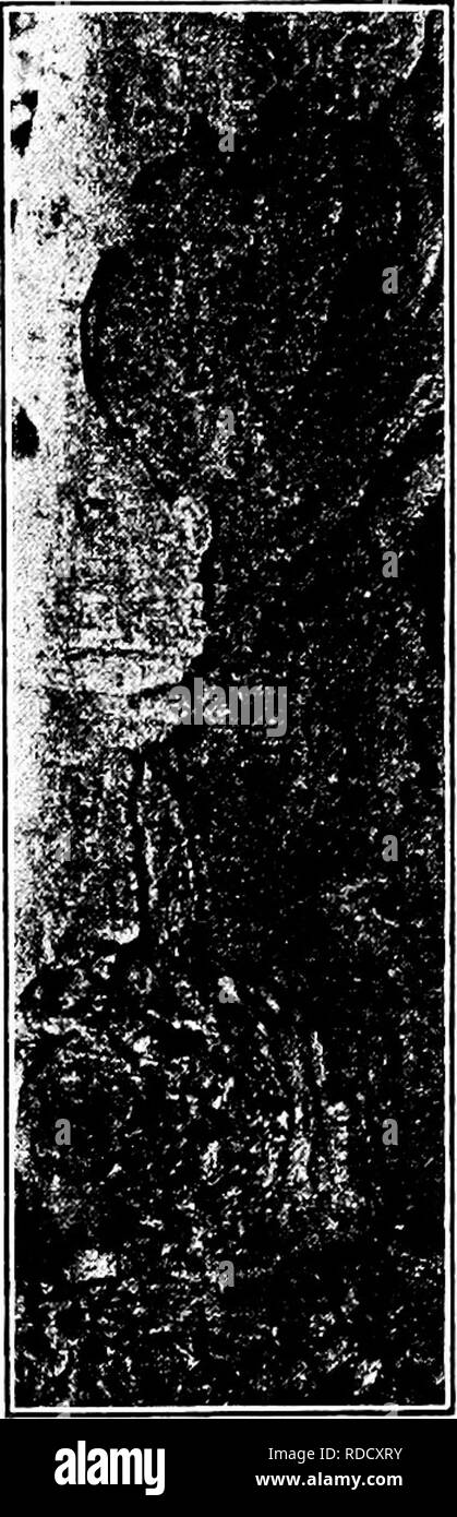 Canker bark Black and White Stock Photos & Images - Alamy