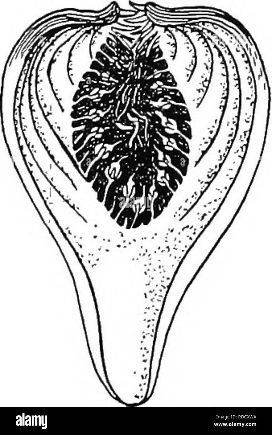 Apetalous flowers Black and White Stock Photos & Images - Alamy