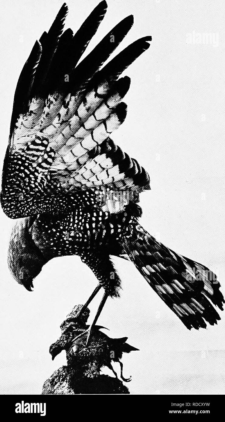 Birdwatching australia Black and White Stock Photos & Images - Alamy