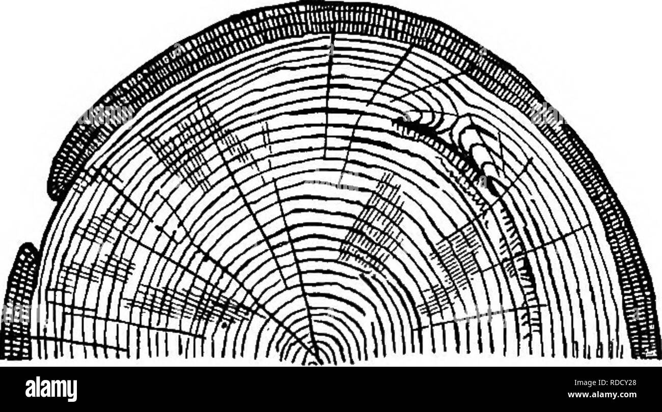 . Timber and timber trees, native and foreign . Timber; Trees. 38 ...