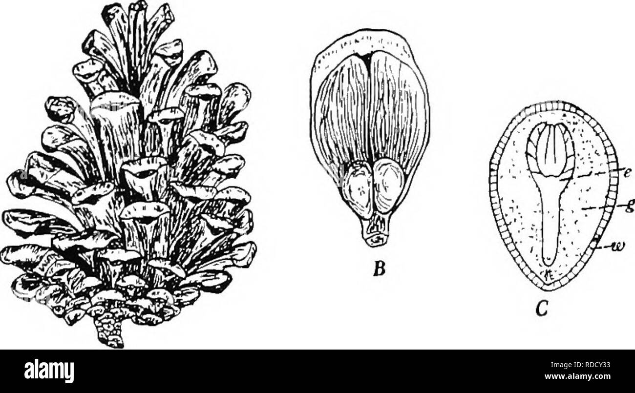 . Botany for agricultural students . Botany. 456 SPERMATOPHYTES (SEED ...