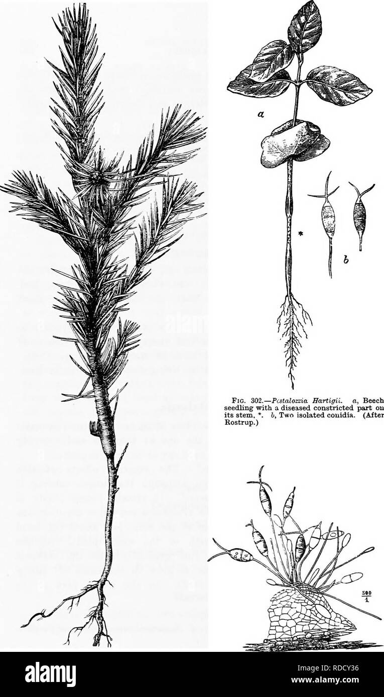 . Diseases of plants induced by cryptogamic parasites : introduction to ...