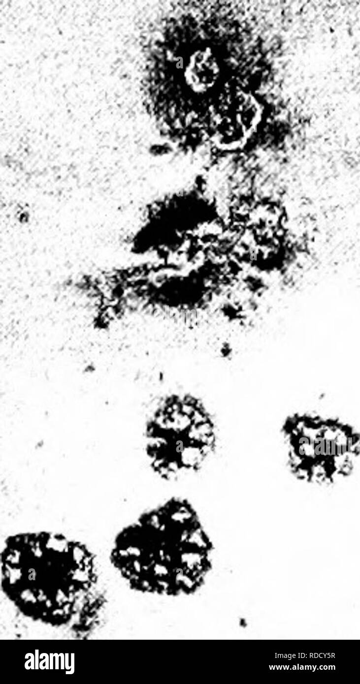 Apple brown spots Black and White Stock Photos & Images - Alamy